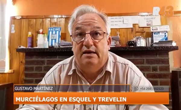 ¿Qué se debe hacer ante la aparición de un murciélago? ¿Qué se debe hacer ante la aparición de un murciélago?