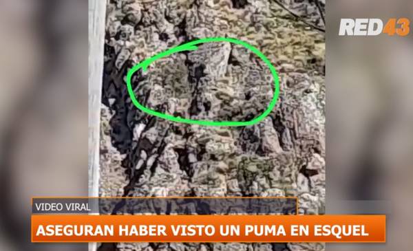 Video viral: Aseguran haber visto un puma en Esquel